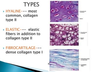 cartilage histology (2).pptx