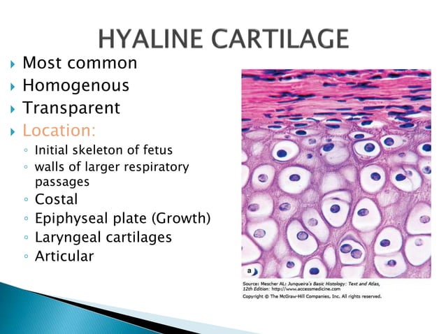 cartilage histology (2).pptx