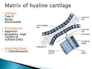 cartilage histology (2).pptx