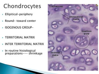 cartilage histology (2).pptx
