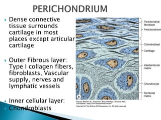 Perichondrium Histology