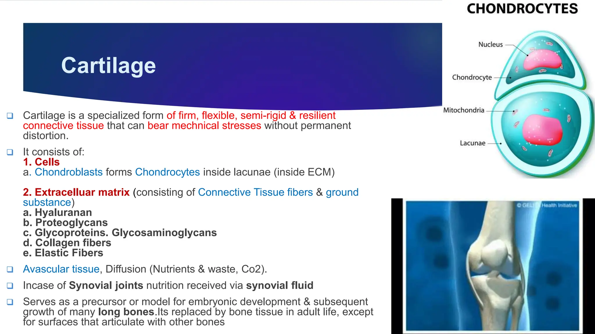 Cartilage Histology by Dr. Rabia I. Gandapore.pptx | Biological ...