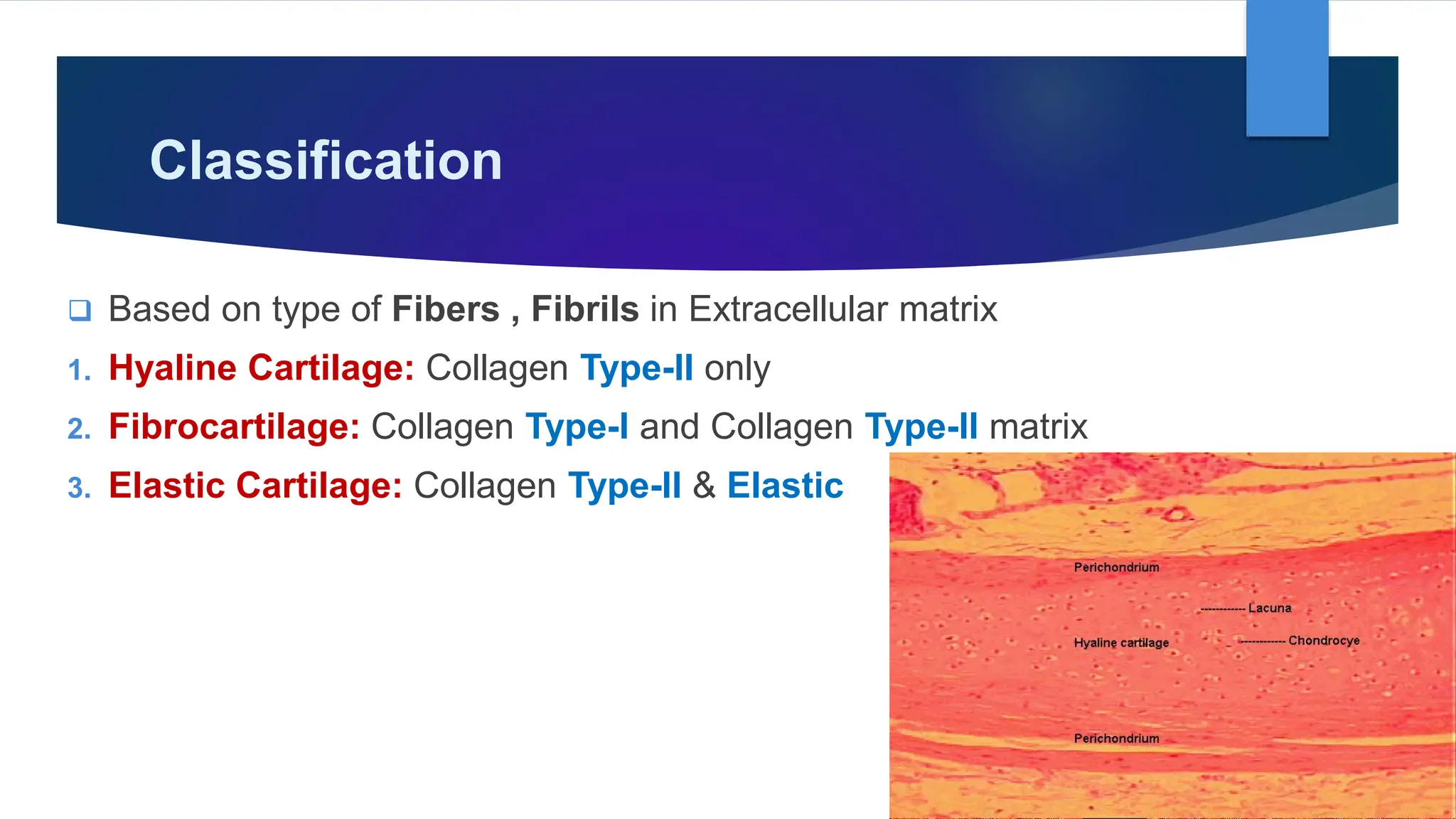Cartilage Histology by Dr. Rabia I. Gandapore.pptx | Biological ...