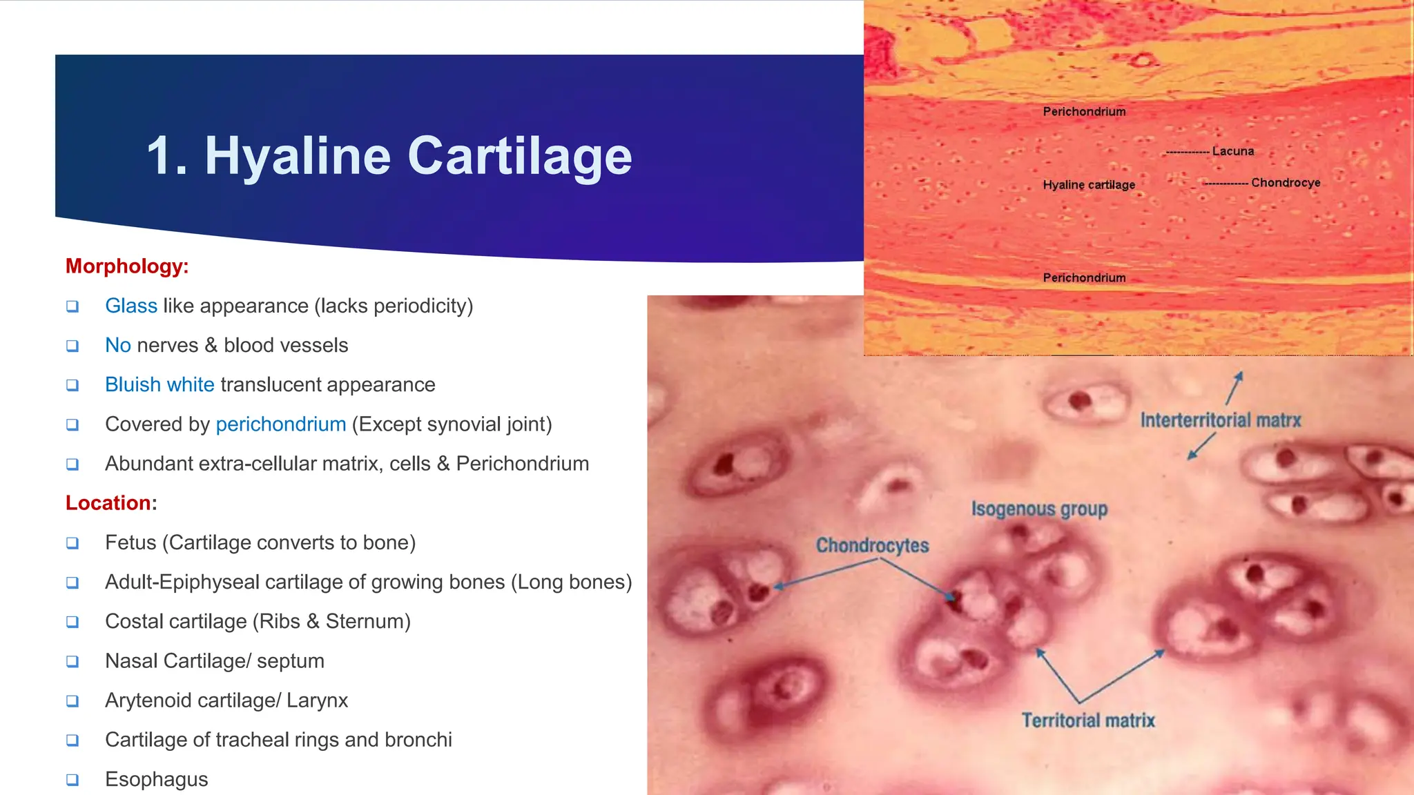 Cartilage Histology by Dr. Rabia I. Gandapore.pptx | Biological ...