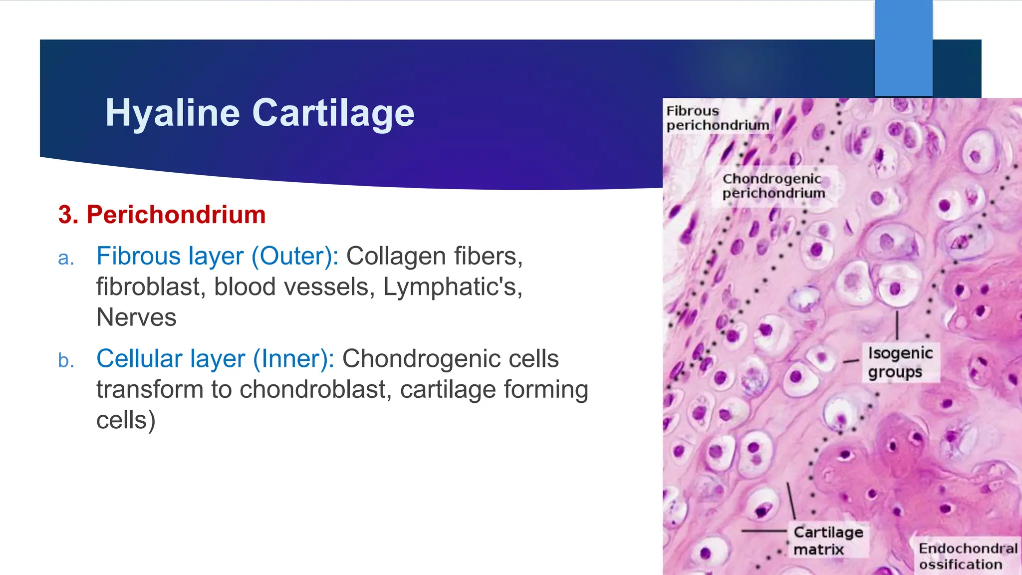 Cartilage Histology by Dr. Rabia I. Gandapore.pptx | Biological ...