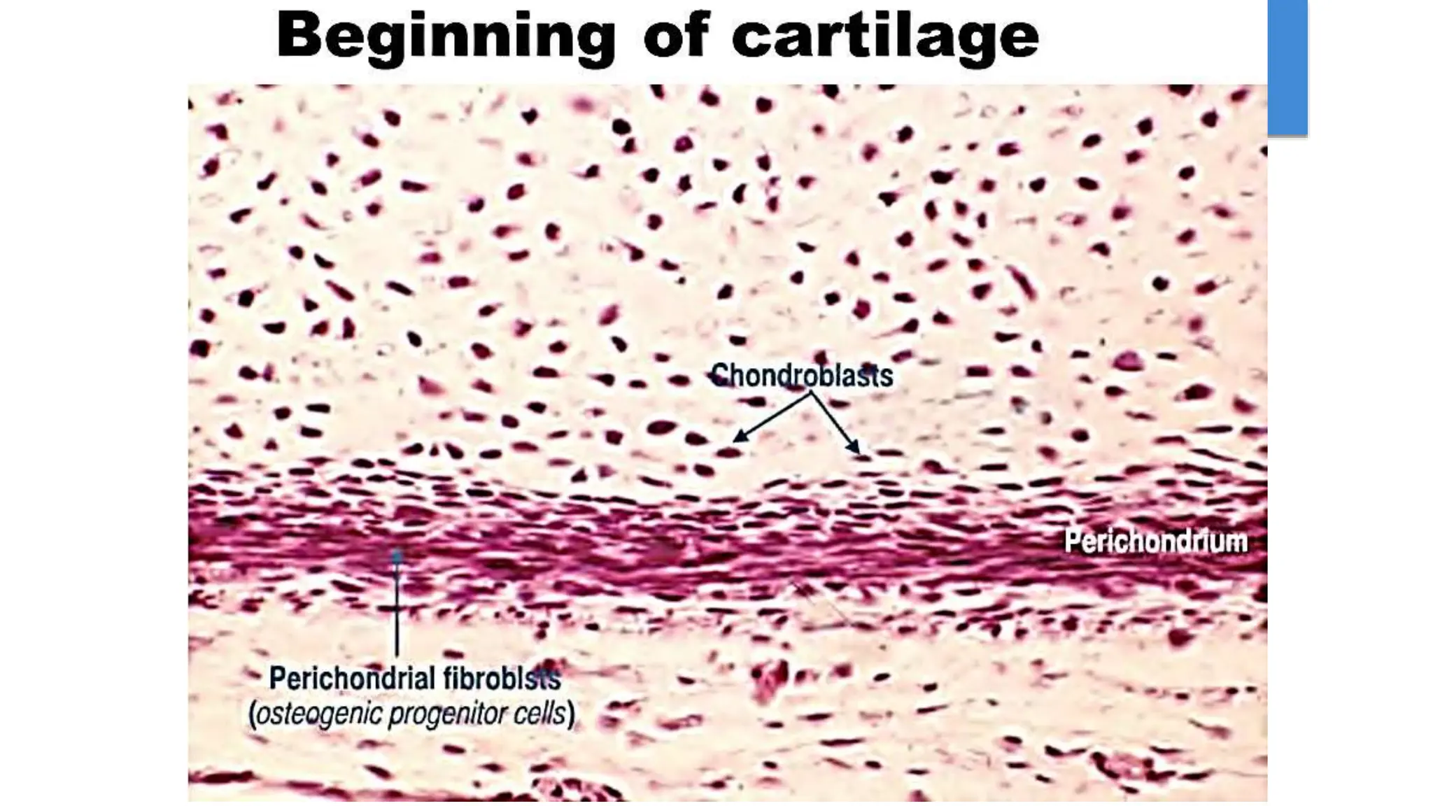 Cartilage Histology by Dr. Rabia I. Gandapore.pptx | Biological ...