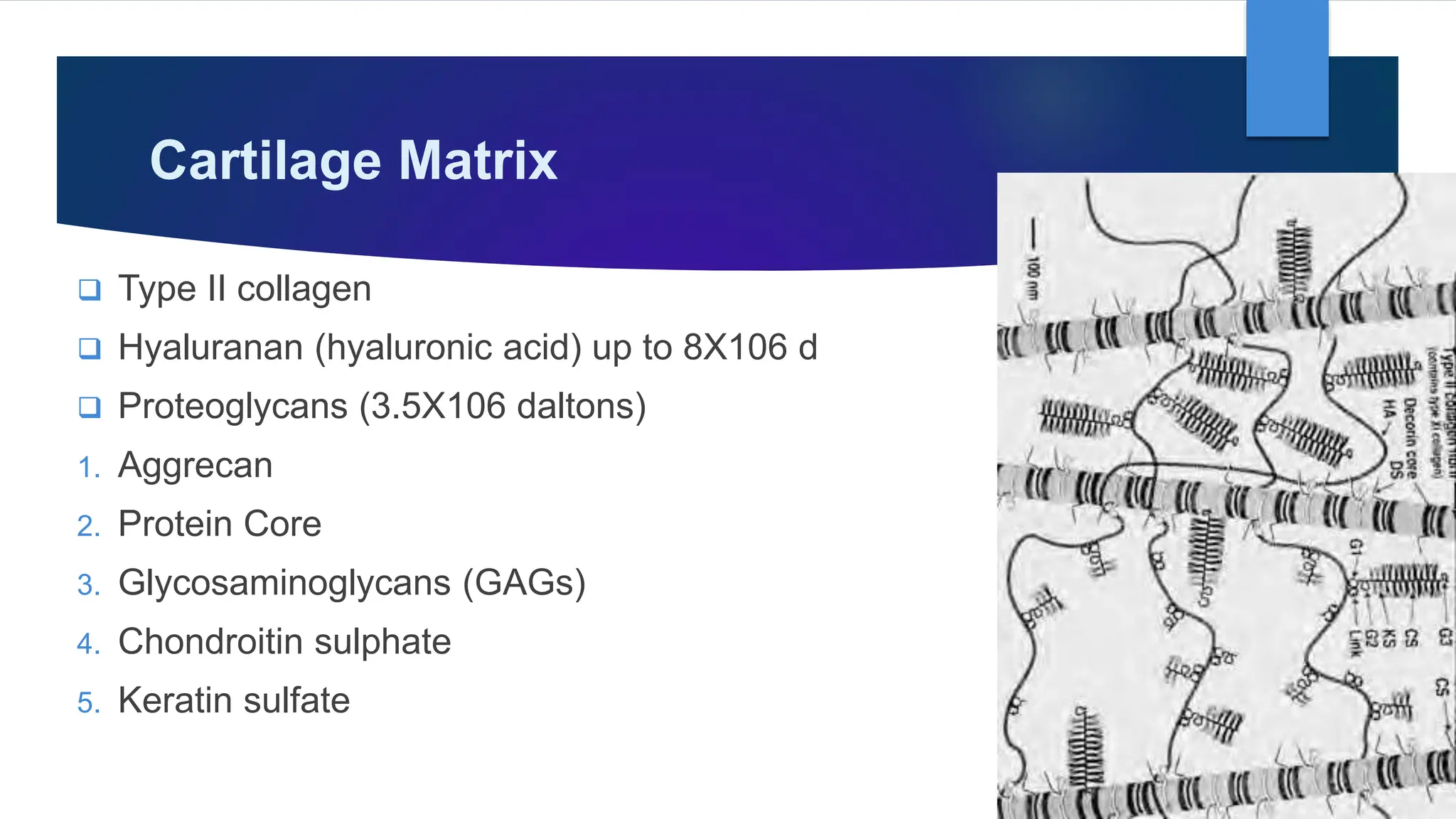 Cartilage Histology by Dr. Rabia I. Gandapore.pptx | Biological ...