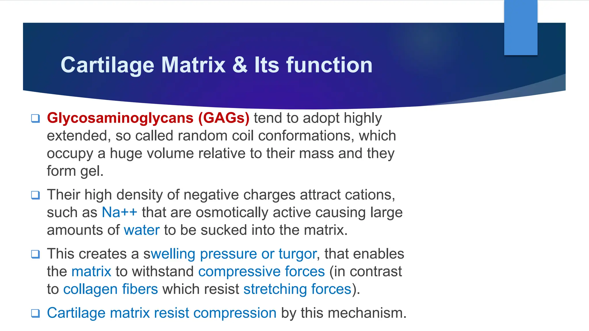Cartilage Histology by Dr. Rabia I. Gandapore.pptx | Biological ...