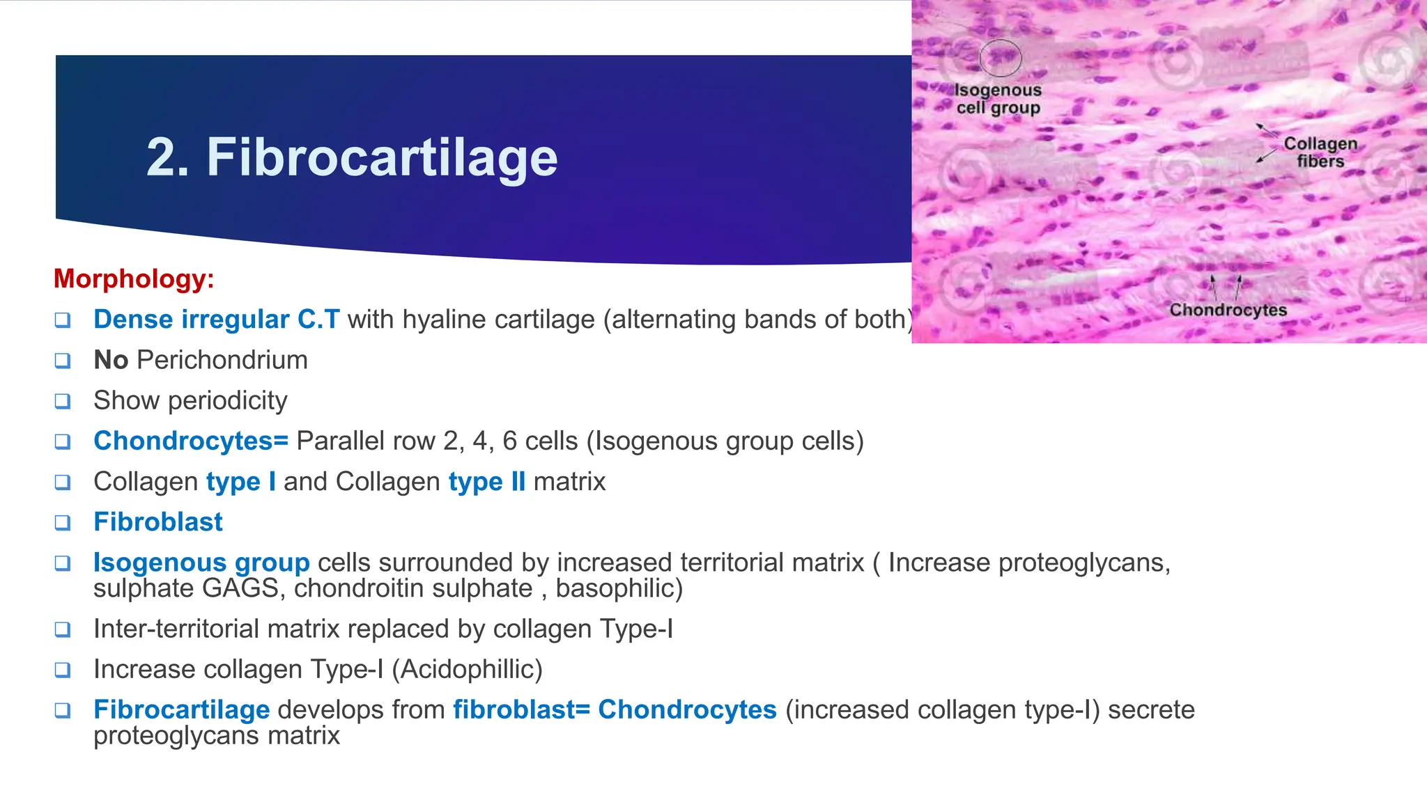 Cartilage Histology by Dr. Rabia I. Gandapore.pptx | Biological ...