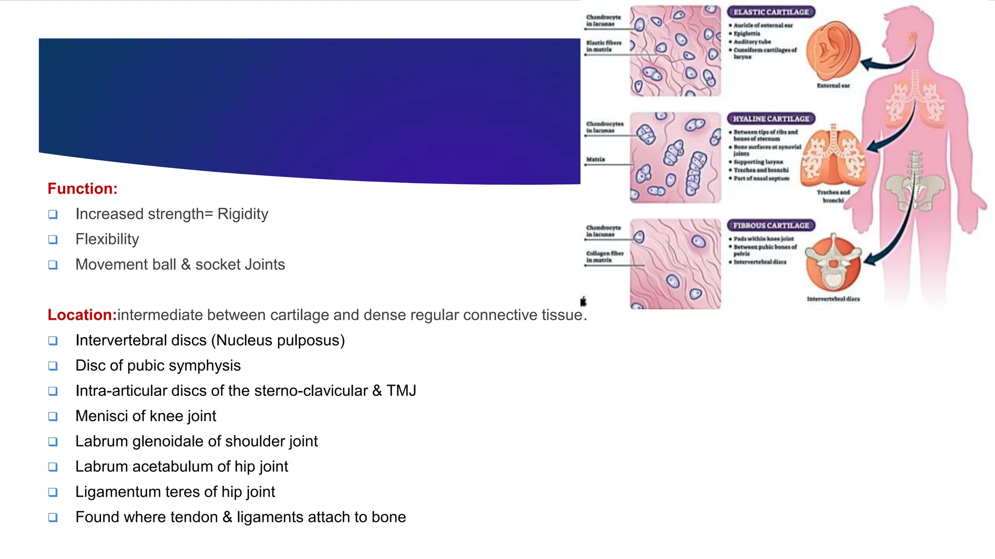 Cartilage Histology by Dr. Rabia I. Gandapore.pptx | Biological ...