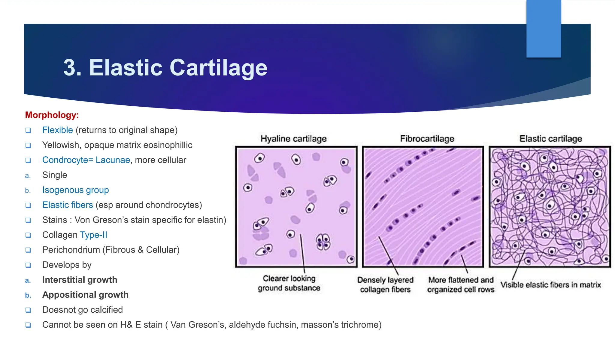 Cartilage Histology by Dr. Rabia I. Gandapore.pptx | Biological ...