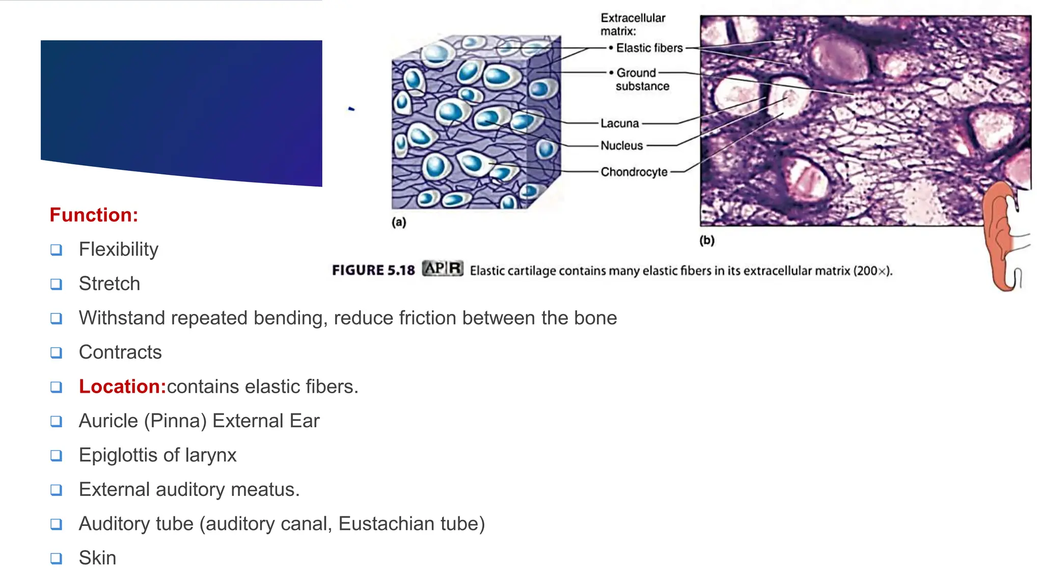 Cartilage Histology by Dr. Rabia I. Gandapore.pptx | Biological ...