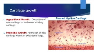 Cartilage Histology by Dr. Rabia I. Gandapore.pptx