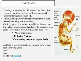 CARTILAGE & JOINTS mdfarmandrdB.scppt.pptx