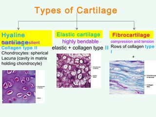 Cartilage lecture | PPT | Bone and Joint Conditions | Diseases and ...