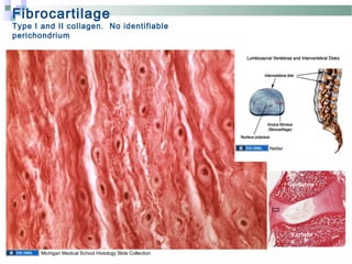Cartilage lecture | PPT