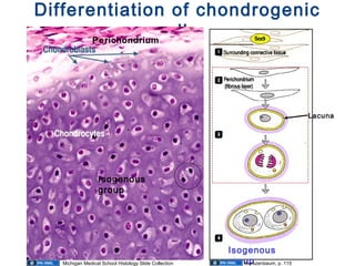 Cartilage lecture | PPT | Bone and Joint Conditions | Diseases and ...