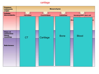 Cartilage lecture | PPT
