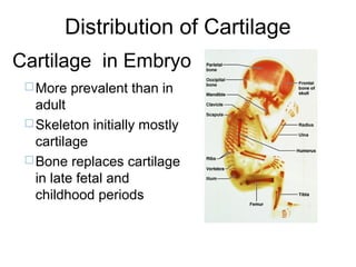 Cartilage lecture | PPT | Bone and Joint Conditions | Diseases and ...