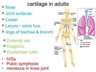Cartilage lecture | PPT | Bone and Joint Conditions | Diseases and ...