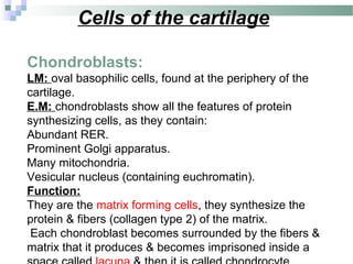 Cartilage lecture | PPT | Bone and Joint Conditions | Diseases and ...