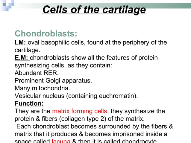 Cartilage lecture | PPT