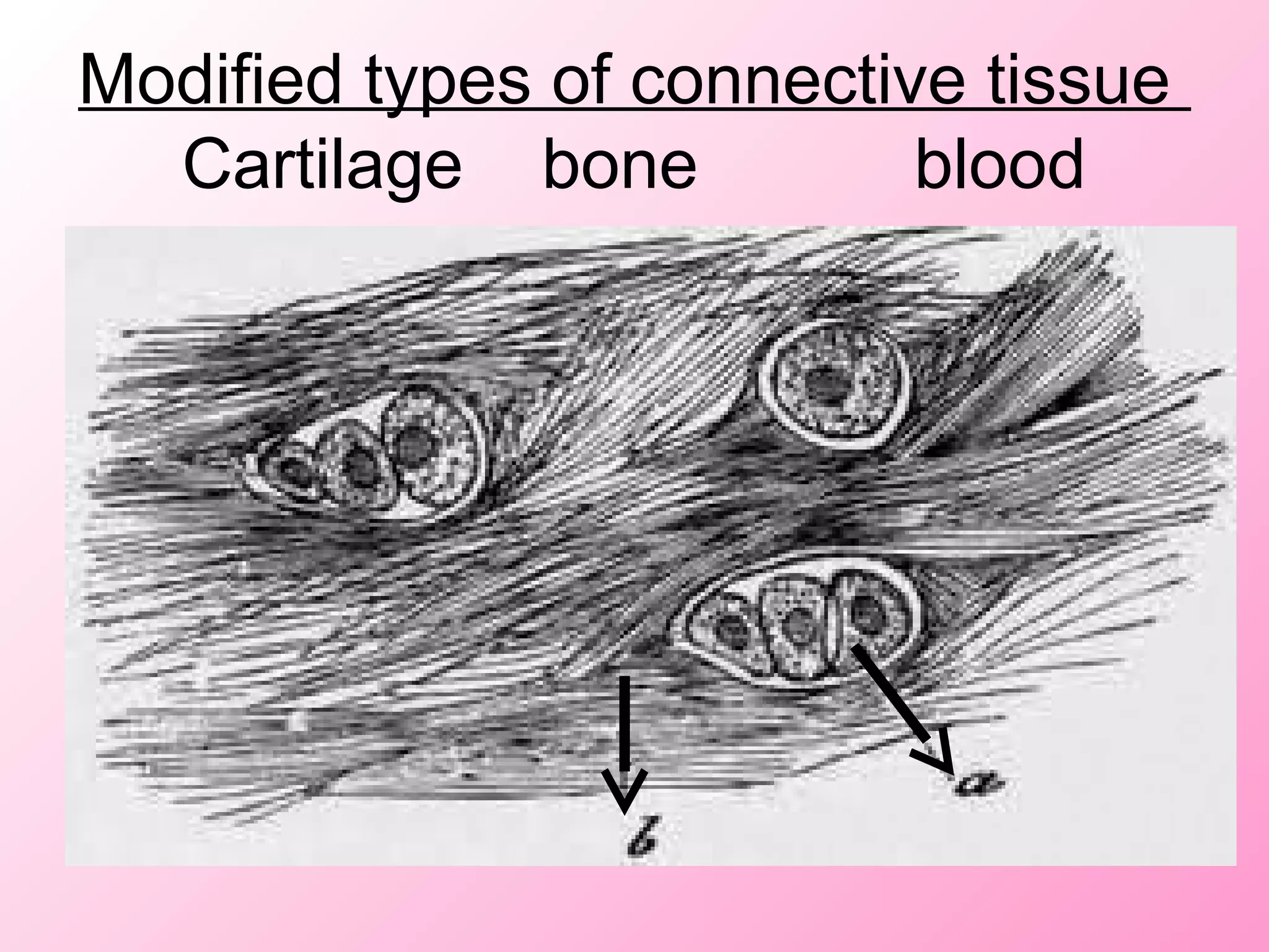 Cartilage pharmacy | PPT