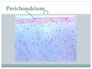 Cartilage pharmacy | PPT