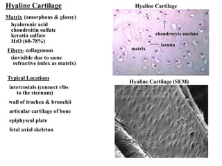 cartilageppt.ppt