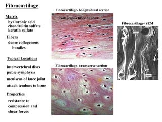 cartilageppt.ppt