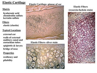 cartilageppt.ppt