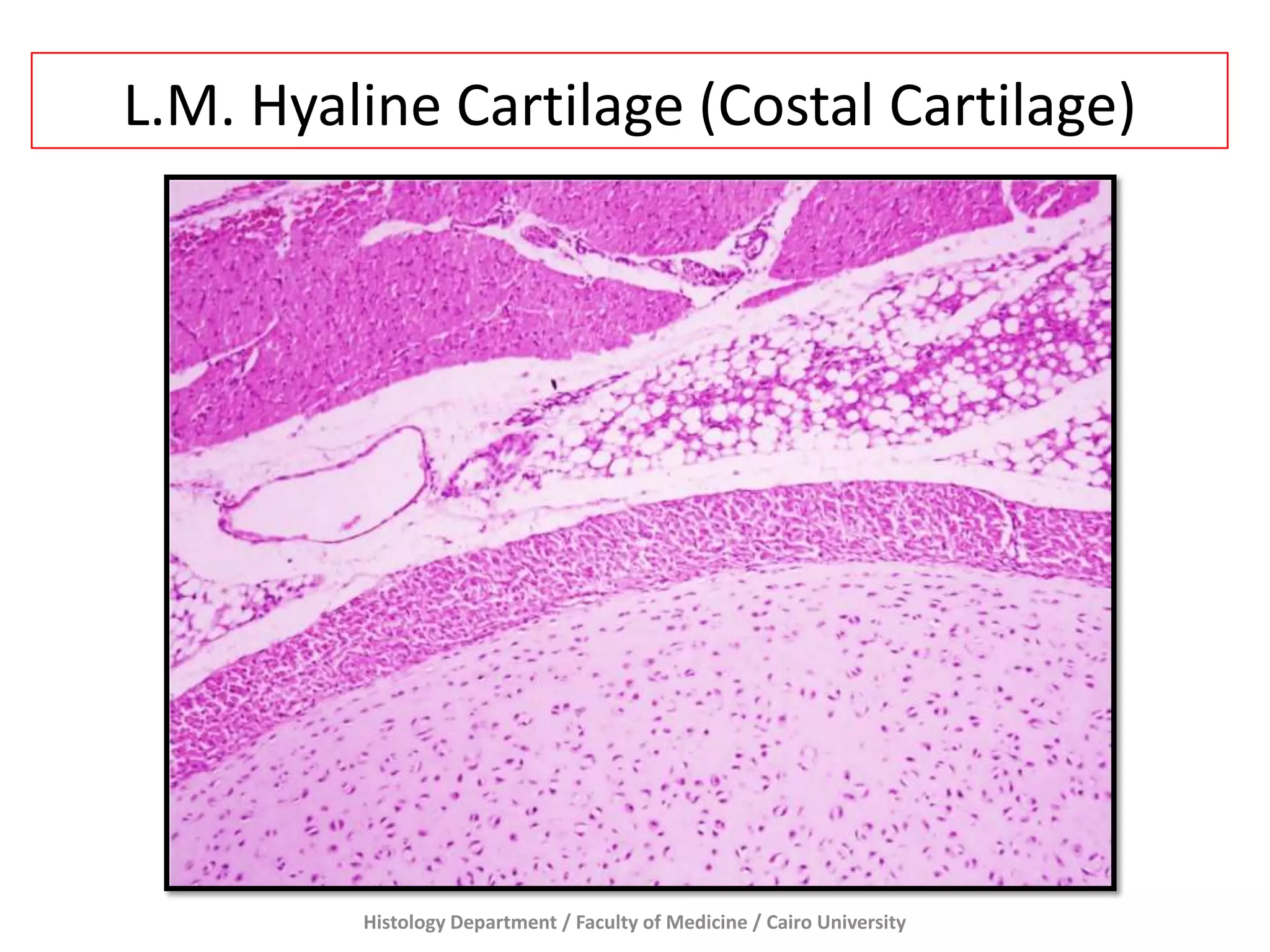 Cartilage - Prac. Histology | PPTX