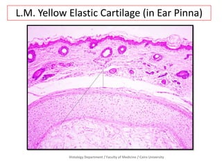 Cartilage - Prac. Histology | PPTX