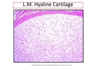 Hyaline Cartilage Slide Labeled