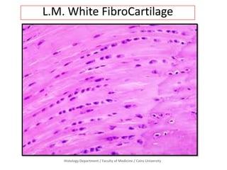 Fibrocartilage Histology Labeled