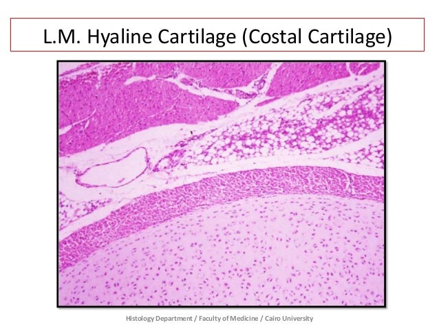 Cartilage - Prac. Histology