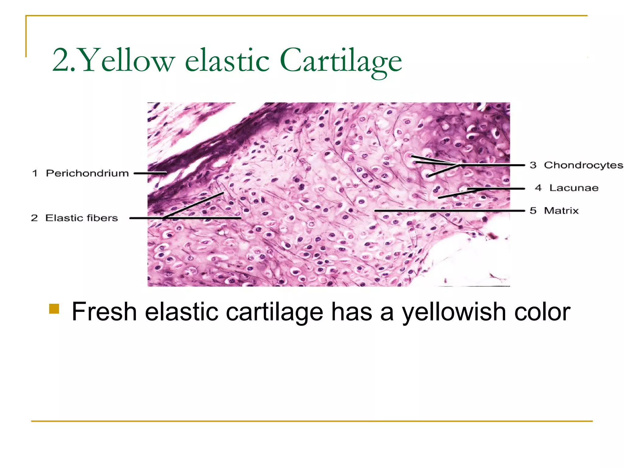 Cartilage | PPT