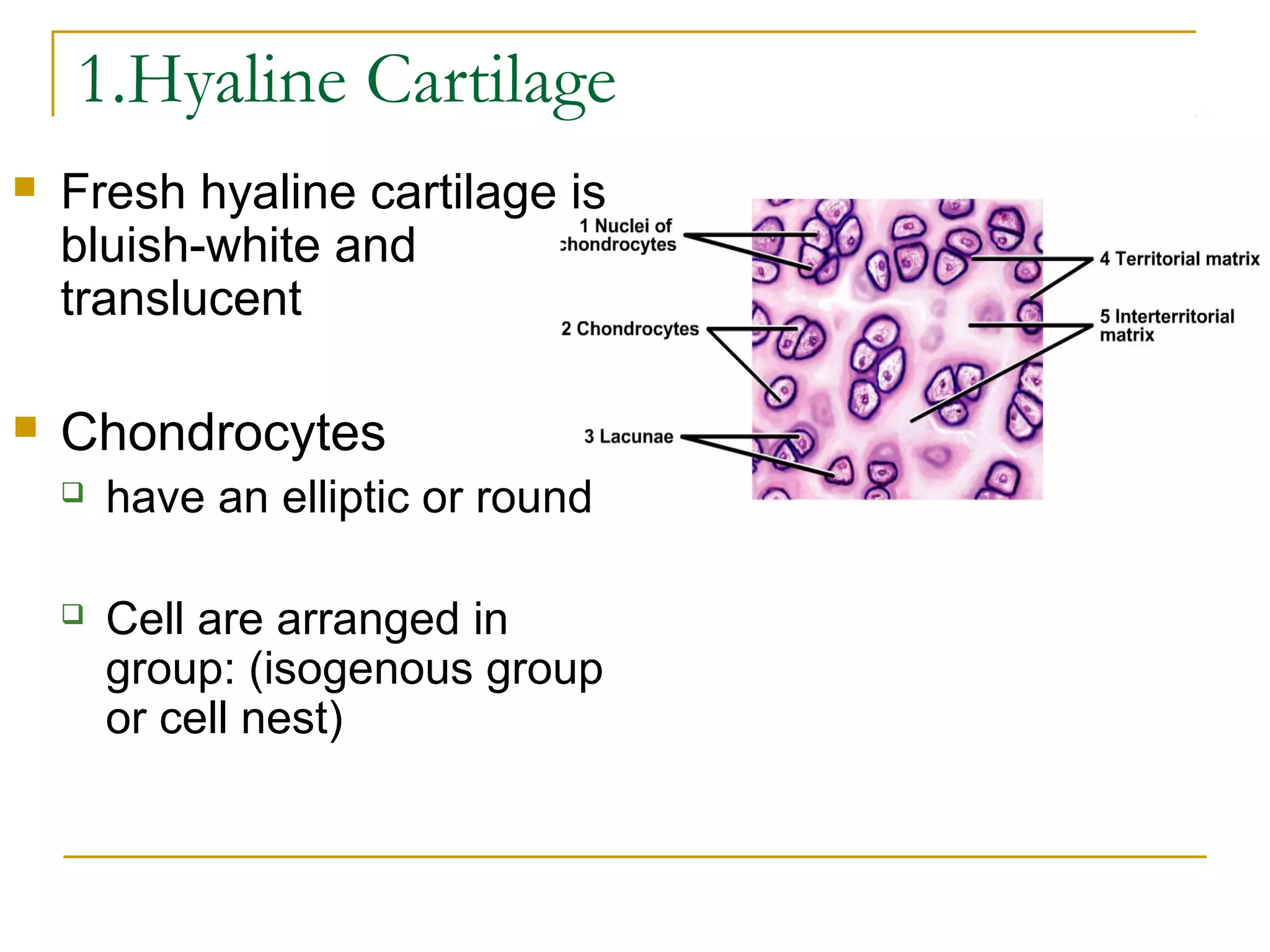 Cartilage | PPT
