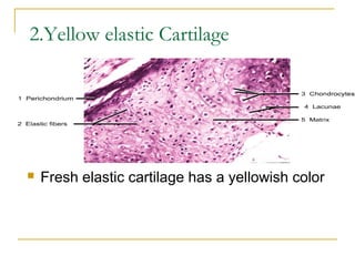 Cartilage | PPT