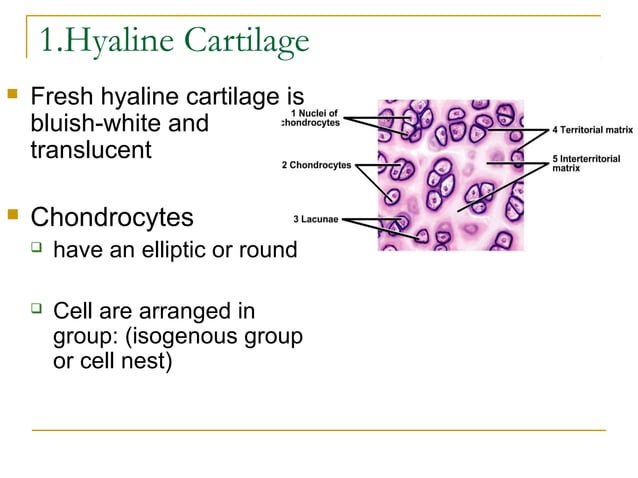 Cartilage | PPT | Bone and Joint Conditions | Diseases and Conditions