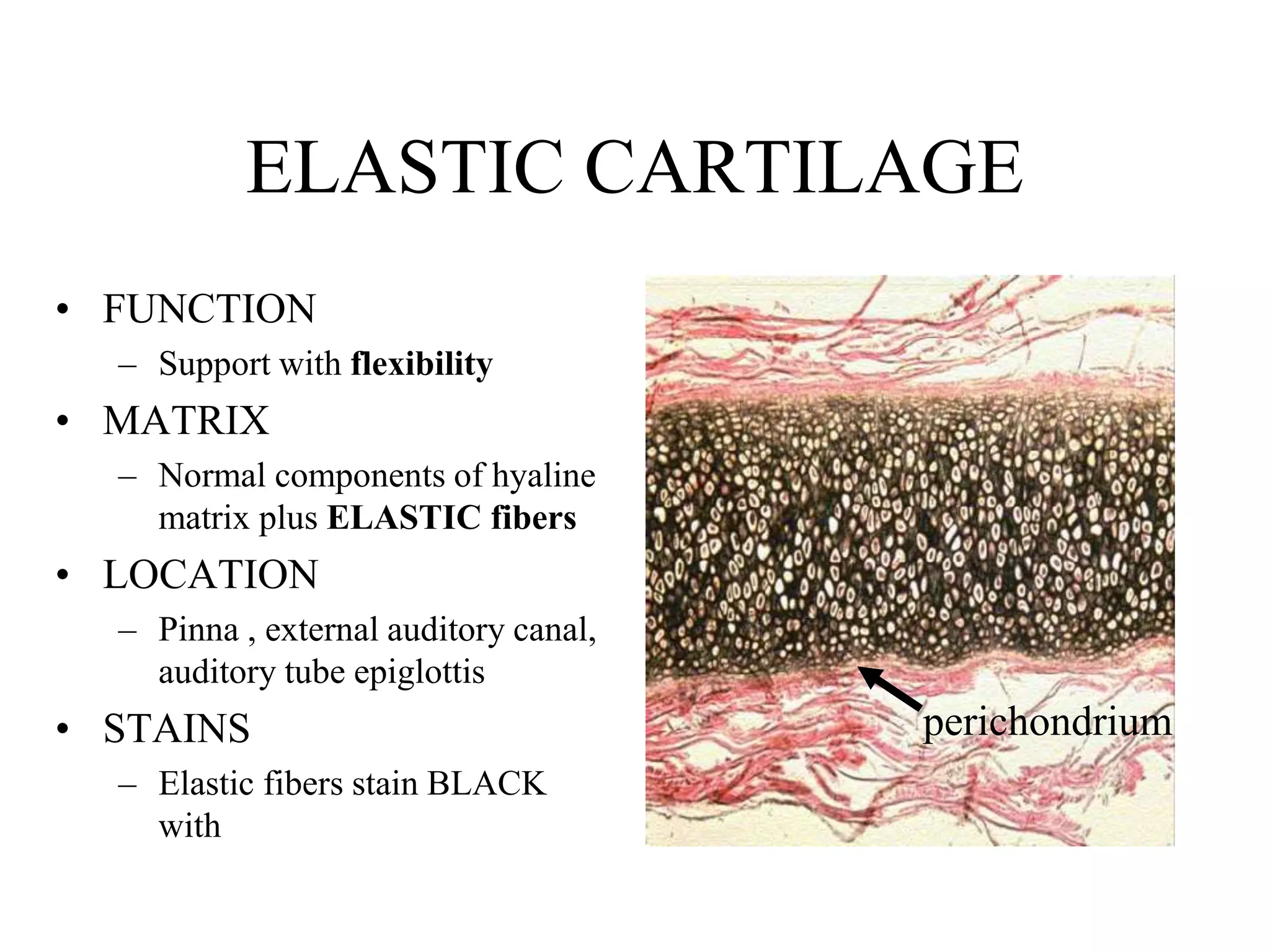 cartilage presentation.ppt