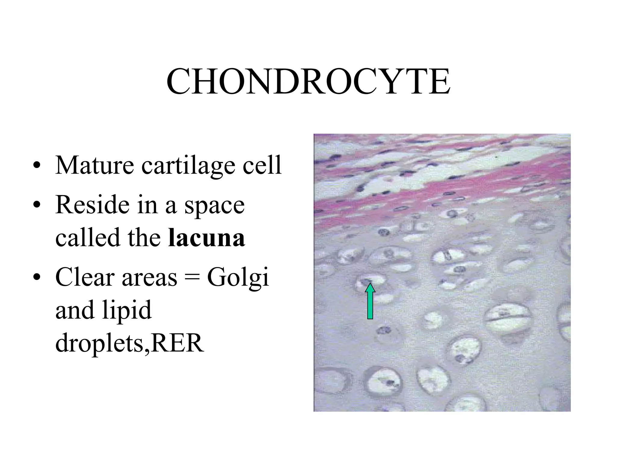 cartilage presentation.ppt