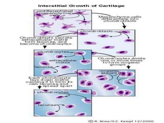 cartilage presentation.ppt