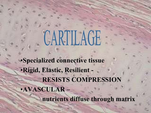 cartilage presentation.ppt