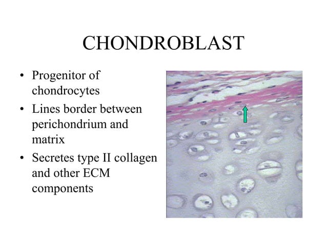 cartilage presentation.ppt