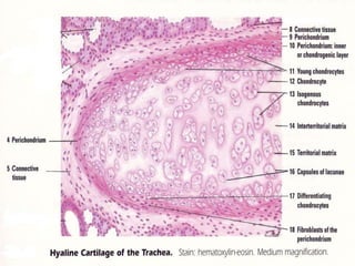 cartilage presentation.ppt