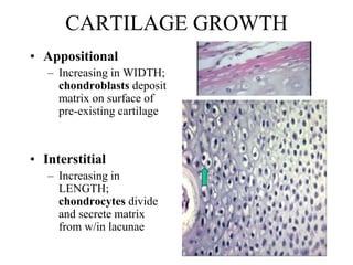 cartilage presentation.ppt