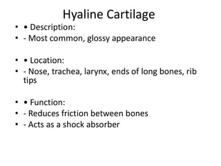Cartilage_Presentation_Updated obout body.pdf