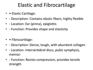 Cartilage_Presentation_Updated obout body.pdf
