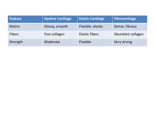 Cartilage_Presentation_Updated obout body.pdf